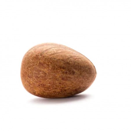 Satvik Dry Whole Coconut (Uncut, Non Edible) For Puja, Prayer & Hawan ...